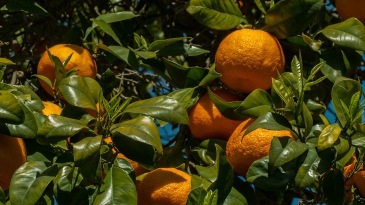 Nahrung/Gesundes/Obst & Früchte/Auswahl B / Bitterorange