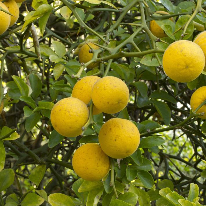 Nahrung/Gesundes/Obst & Früchte/Auswahl B / Bitterorange