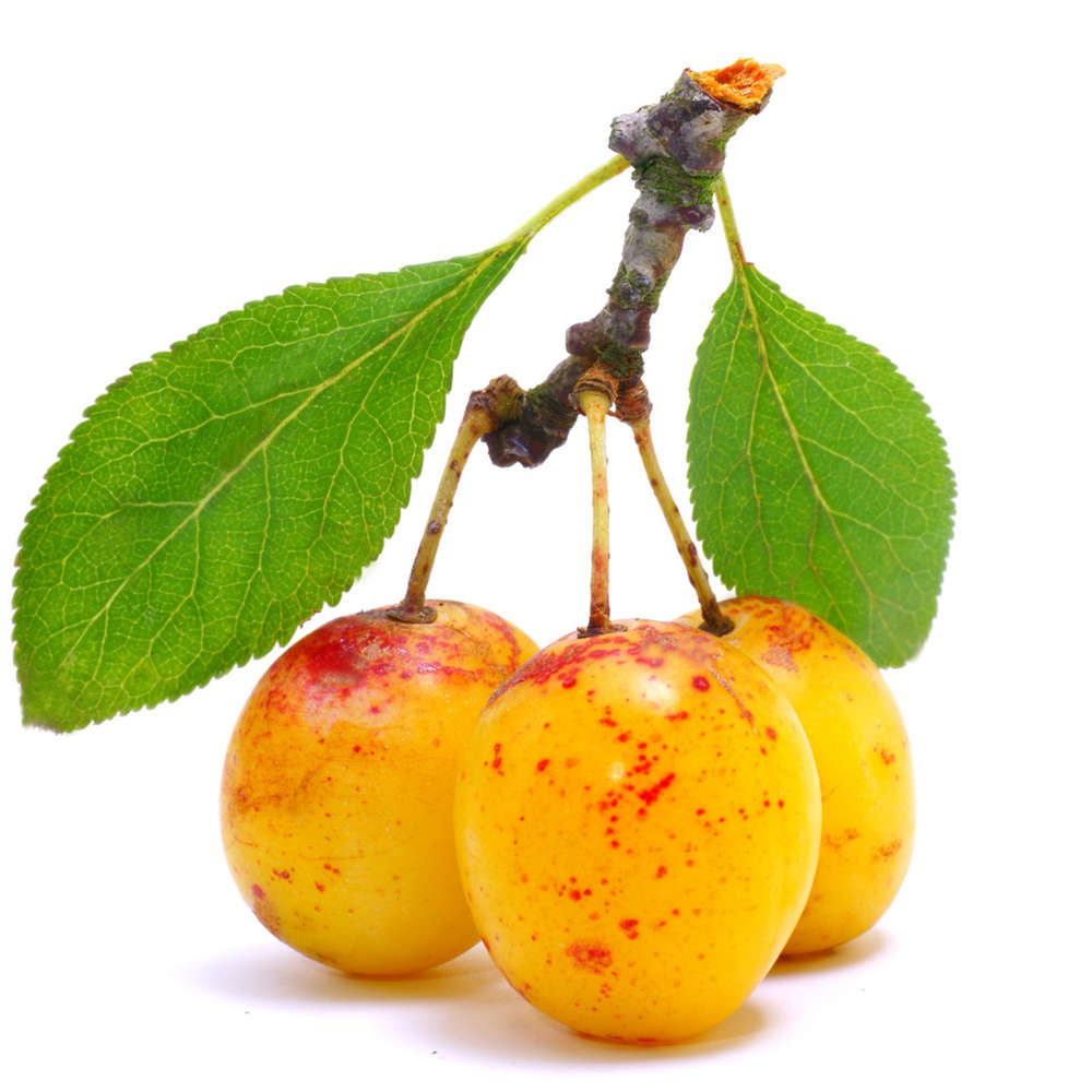 Nahrung/Gesundes/Obst & Früchte/Auswahl M/ Mirabelle