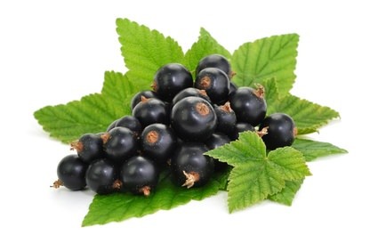 Nahrung/Gesundes/Obst & Früchte/Auswahl S/ Schwarze Johannisbeere