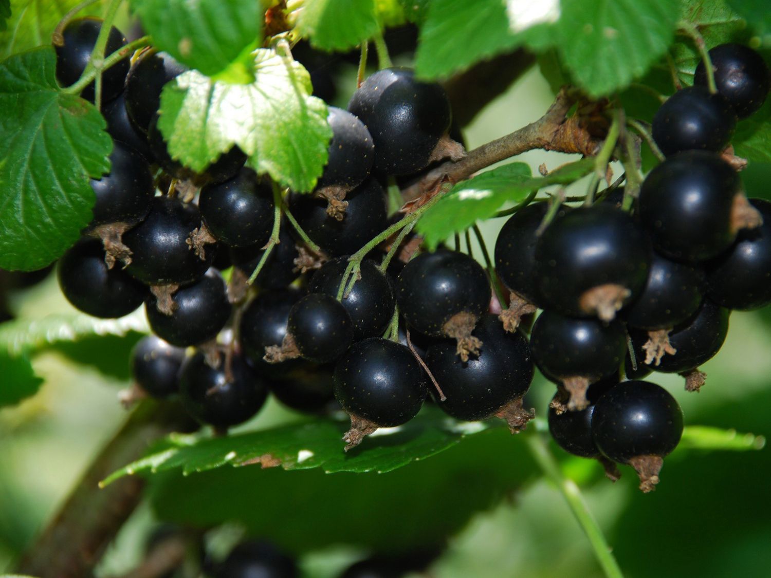 Nahrung/Gesundes/Obst & Früchte/Auswahl S/ Schwarze Johannisbeere