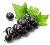 Nahrung/Gesundes/Obst & Früchte/Auswahl S/ Schwarze Johannisbeere