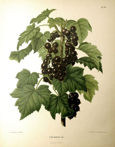 Nahrung/Gesundes/Obst & Früchte/Auswahl S/ Schwarze Johannisbeere