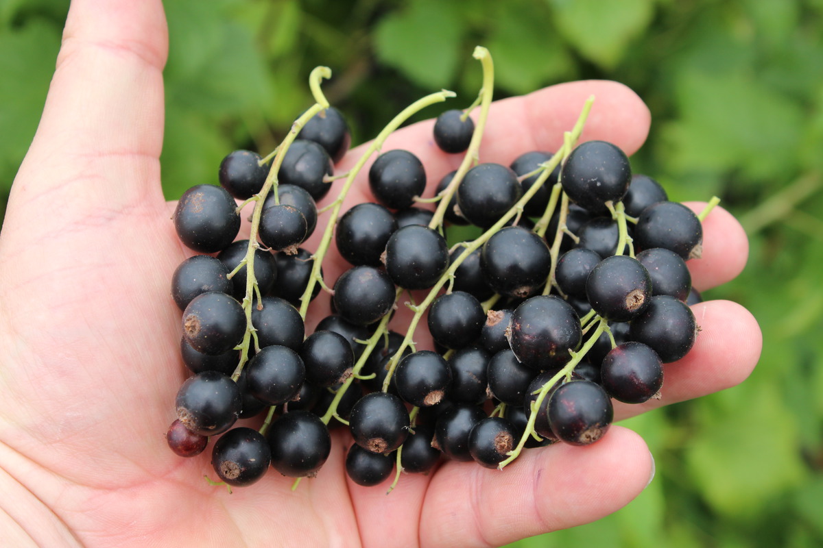 Nahrung/Gesundes/Obst & Früchte/Auswahl S/ Schwarze Johannisbeere