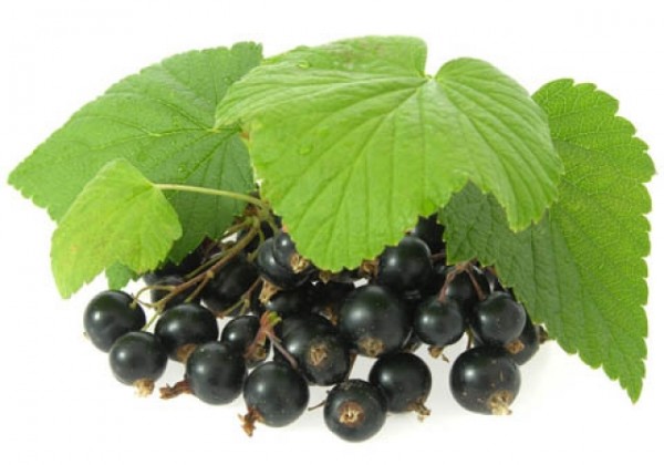 Nahrung/Gesundes/Obst & Früchte/Auswahl S/ Schwarze Johannisbeere