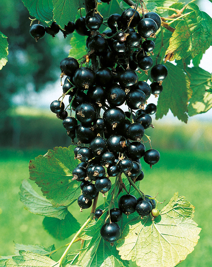 Nahrung/Gesundes/Obst & Früchte/Auswahl S/ Schwarze Johannisbeere