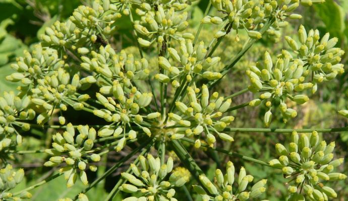 Nahrung/Gewürze/A/Anis