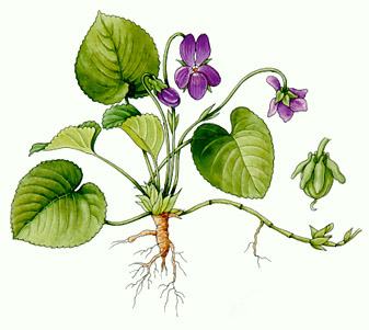 Nahrung/Gewürze/V/Veilchen